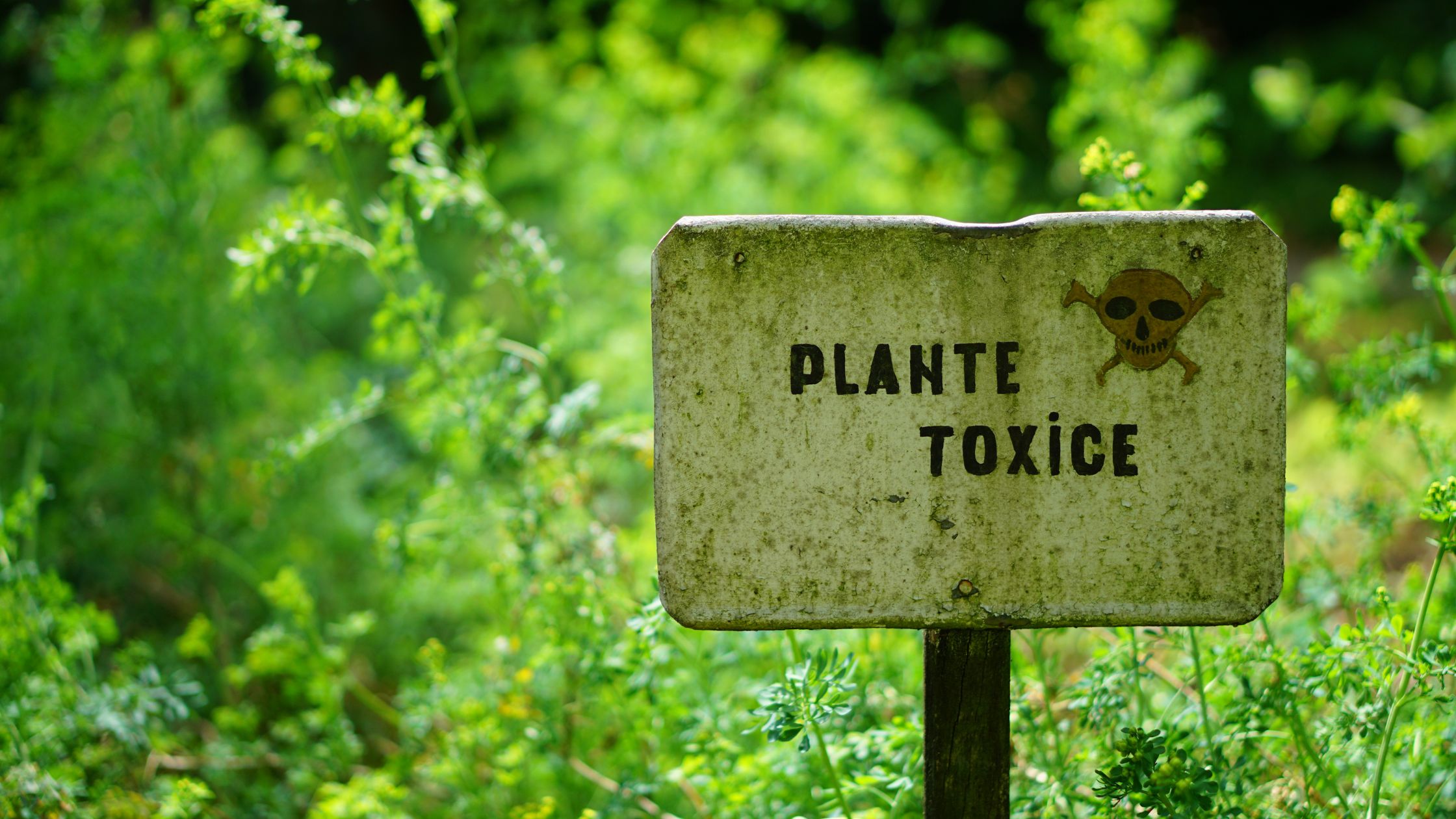 A Guide to Prohibited Plants at In-vessel Composting Facilities